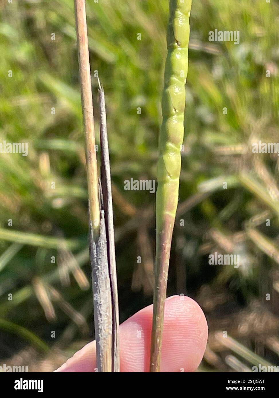 eastern gamagrass (Tripsacum dactyloides Stock Photo - Alamy