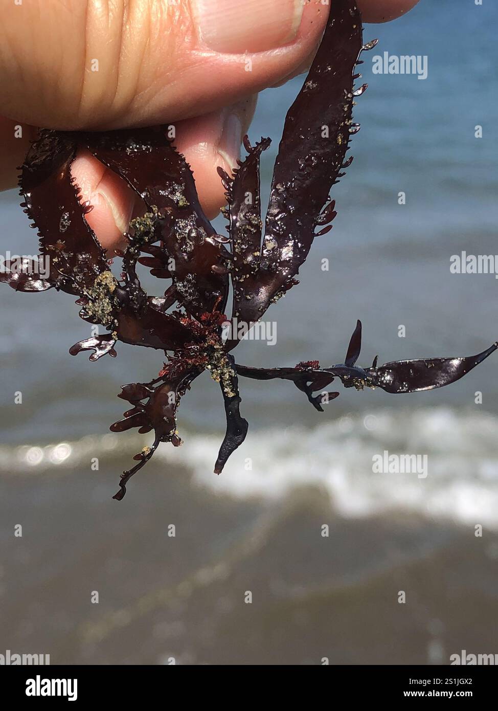 Bleach Weed (Prionitis sternbergii Stock Photo - Alamy