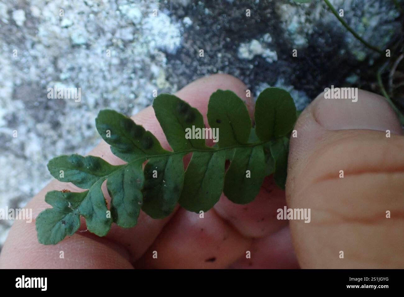 western polypody (Polypodium hesperium Stock Photo - Alamy