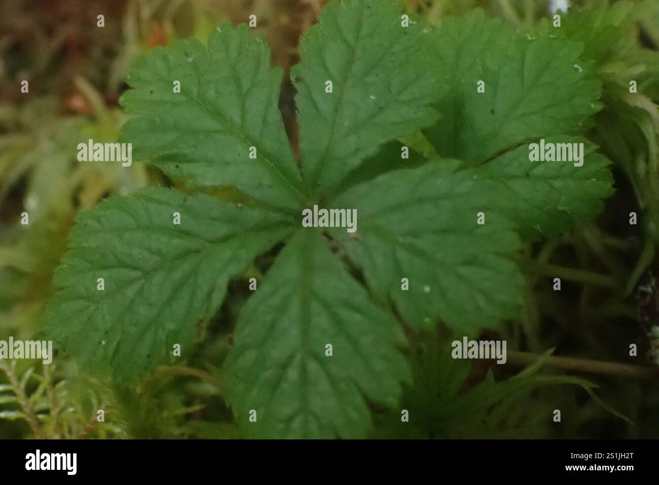Five-leaf Dwarf Bramble (Rubus pedatus Stock Photo - Alamy