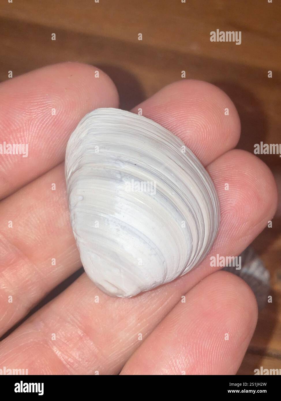 Atlantic Rangia (Rangia cuneata Stock Photo - Alamy