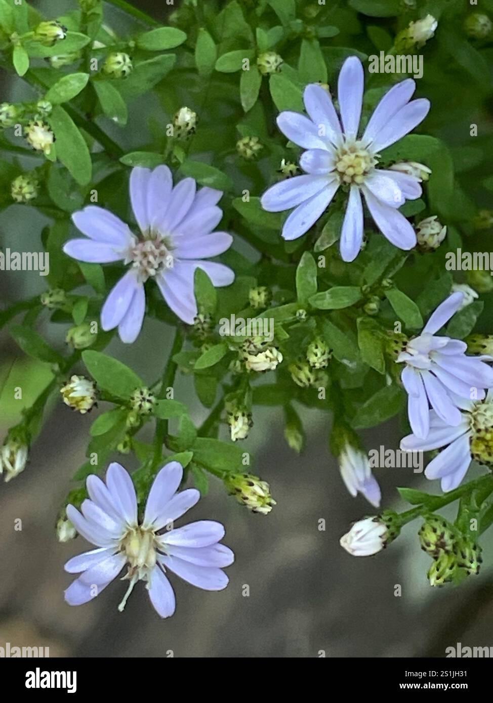 Common Blue Wood Aster (Symphyotrichum cordifolium Stock Photo - Alamy