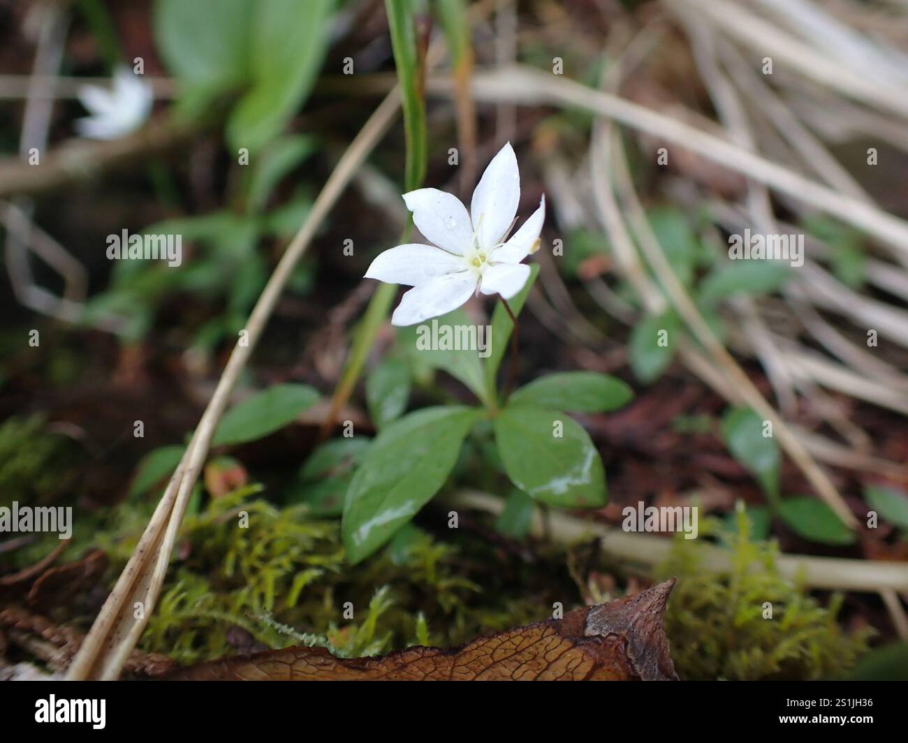 Arctic Starflower (Lysimachia europaea Stock Photo - Alamy