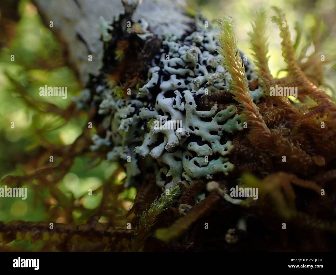 Tree Flute Lichen (Menegazzia subsimilis Stock Photo - Alamy