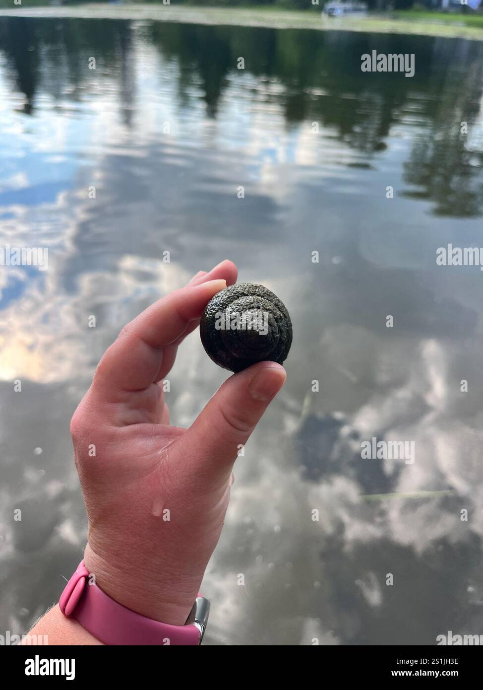 Chinese Mystery Snail (Cipangopaludina chinensis Stock Photo - Alamy