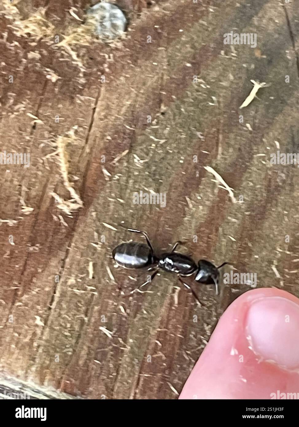 Eastern Black Carpenter Ant (Camponotus pennsylvanicus Stock Photo - Alamy