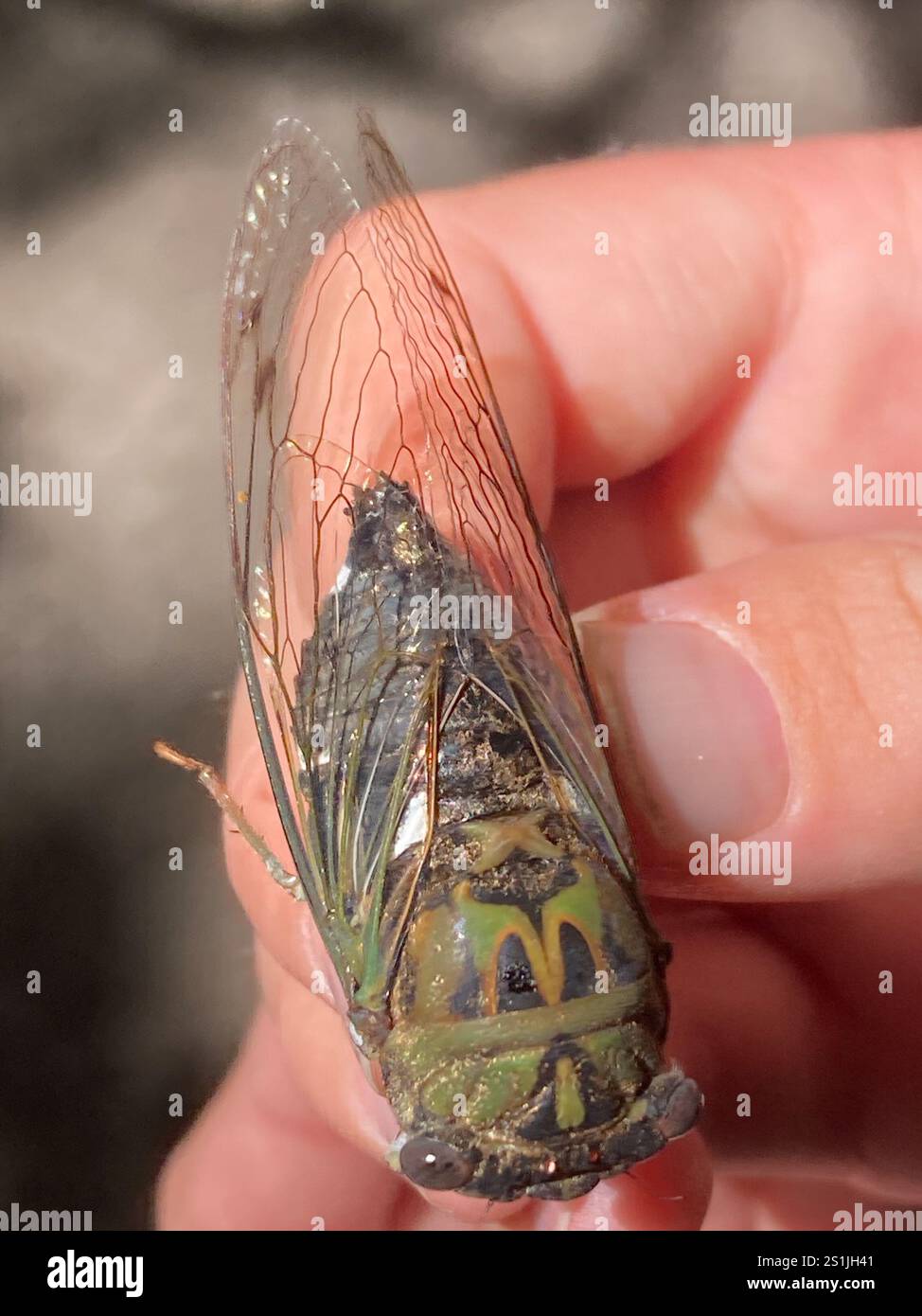 Scissor Grinder (Neotibicen pruinosus Stock Photo - Alamy