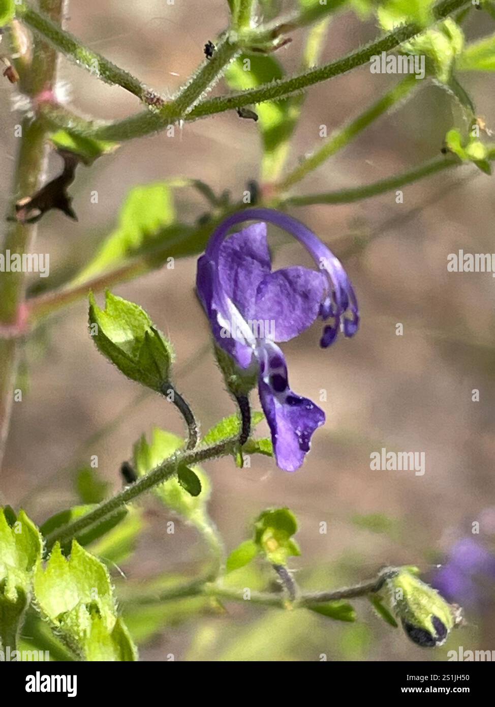 Blue Curls (Trichostema dichotomum Stock Photo - Alamy