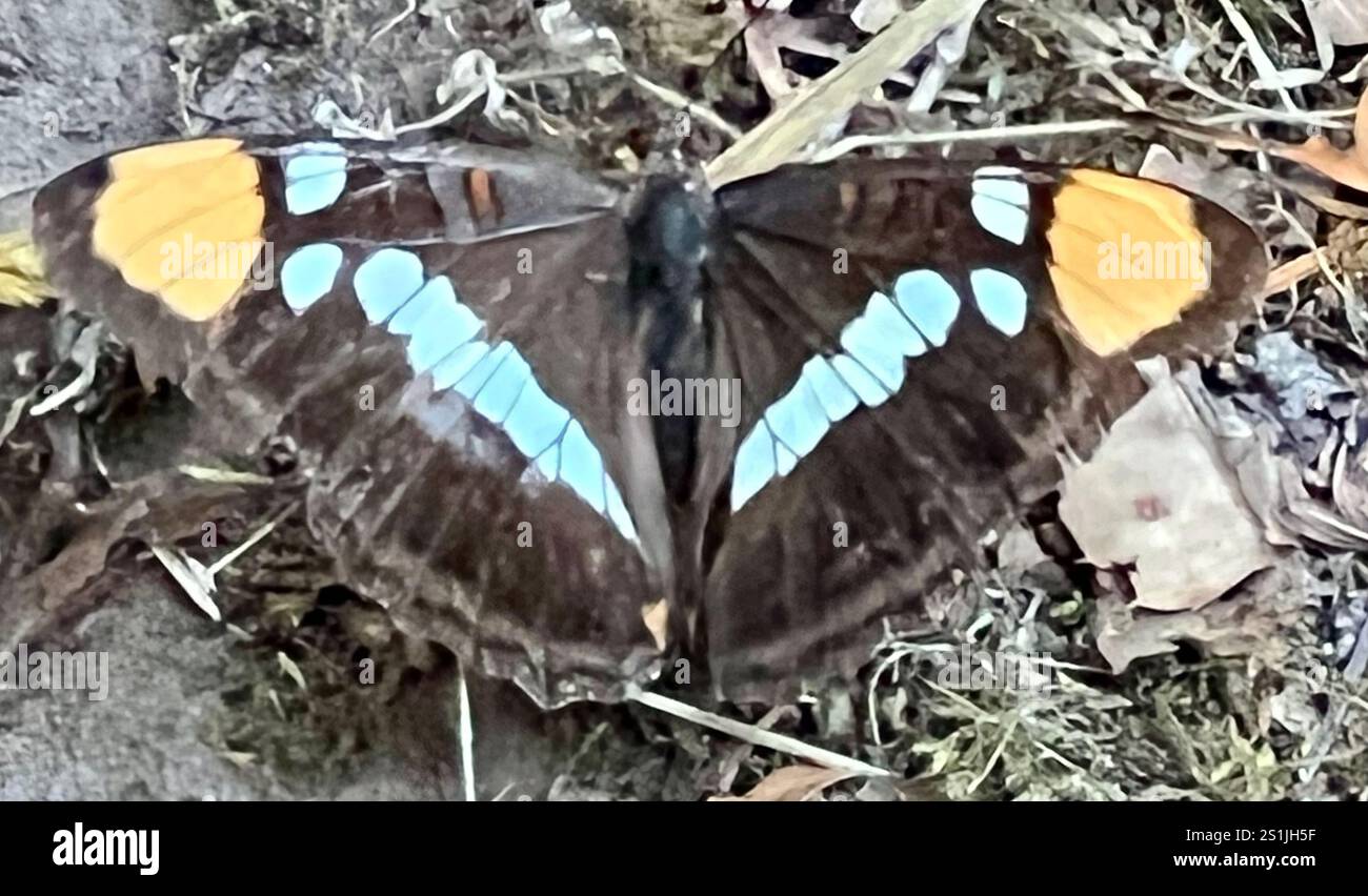 California Sister (Adelpha californica Stock Photo - Alamy