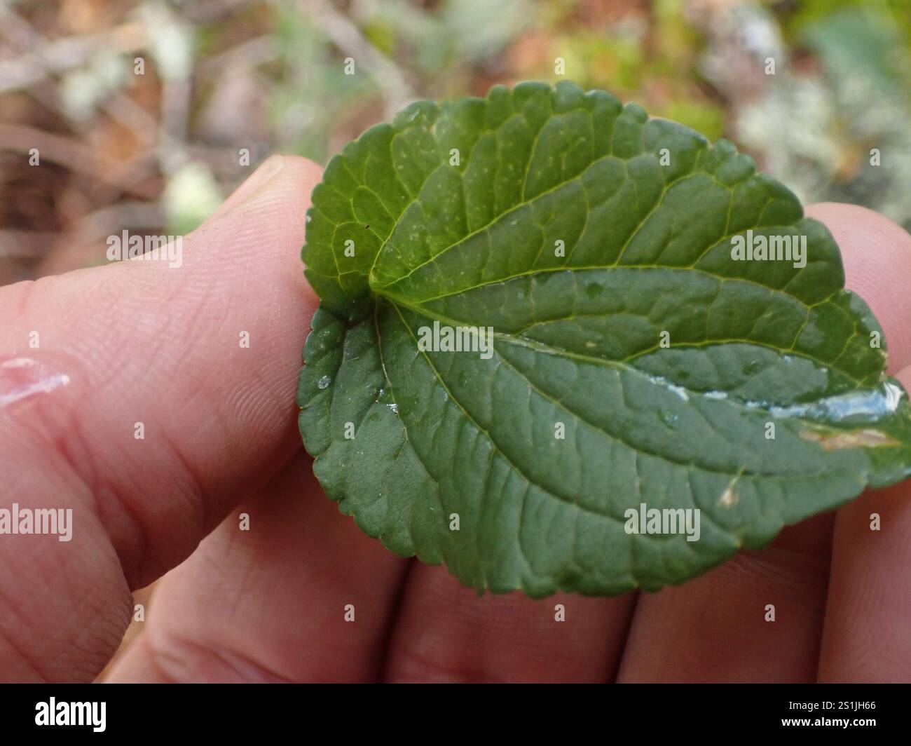 hookedspur violet (Viola adunca Stock Photo - Alamy
