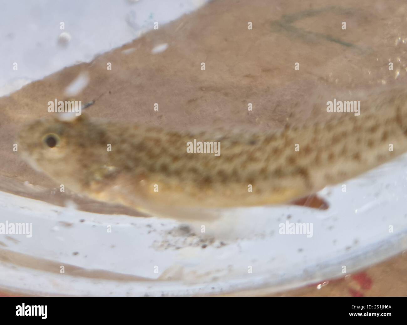 Ray-finned Fishes (Actinopterygii Stock Photo - Alamy