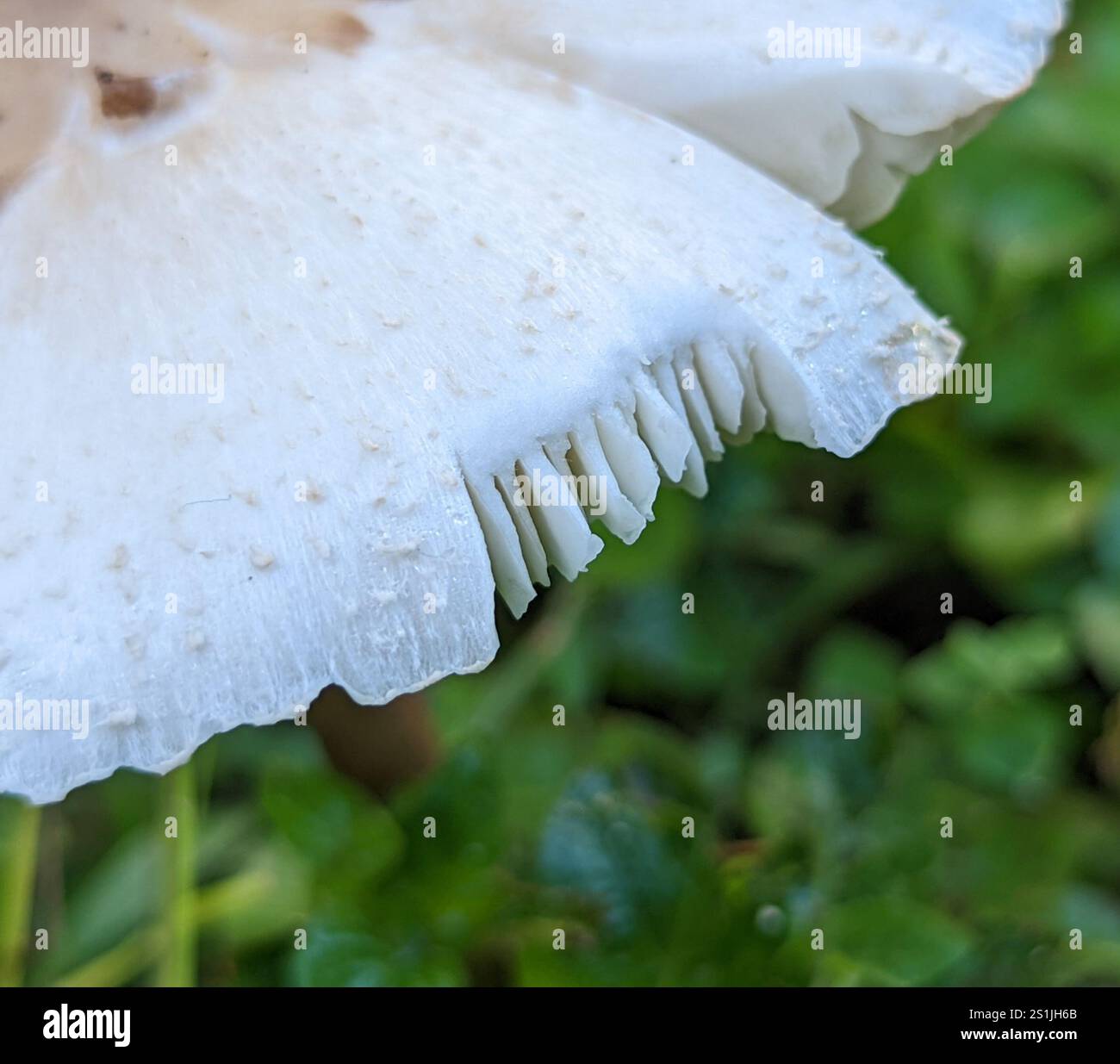 green-spored parasol (Chlorophyllum molybdites Stock Photo - Alamy