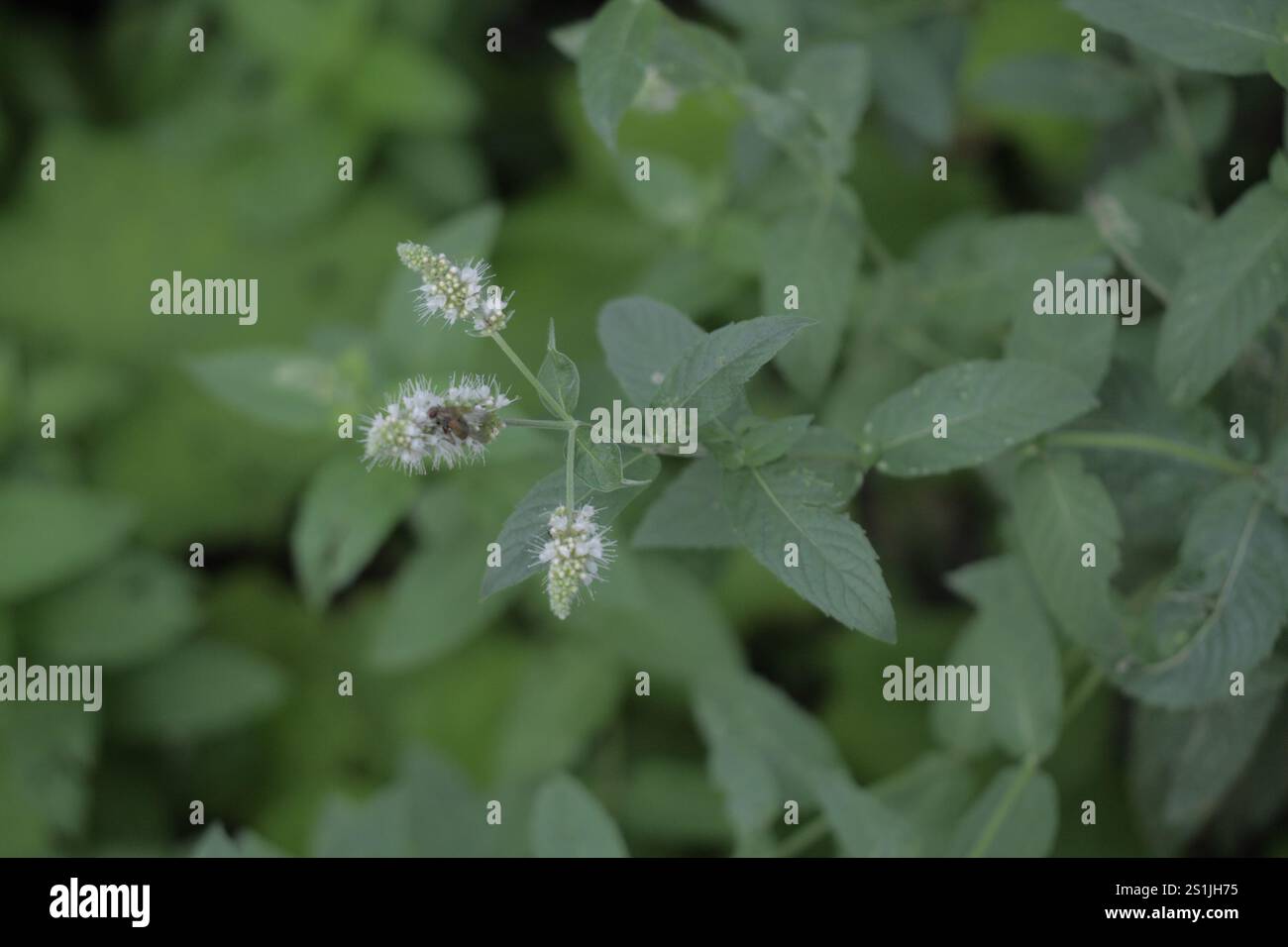 Horse Mint (Mentha longifolia Stock Photo - Alamy