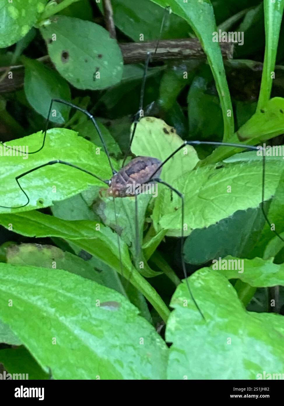 Eastern Harvestman (Leiobunum vittatum Stock Photo - Alamy