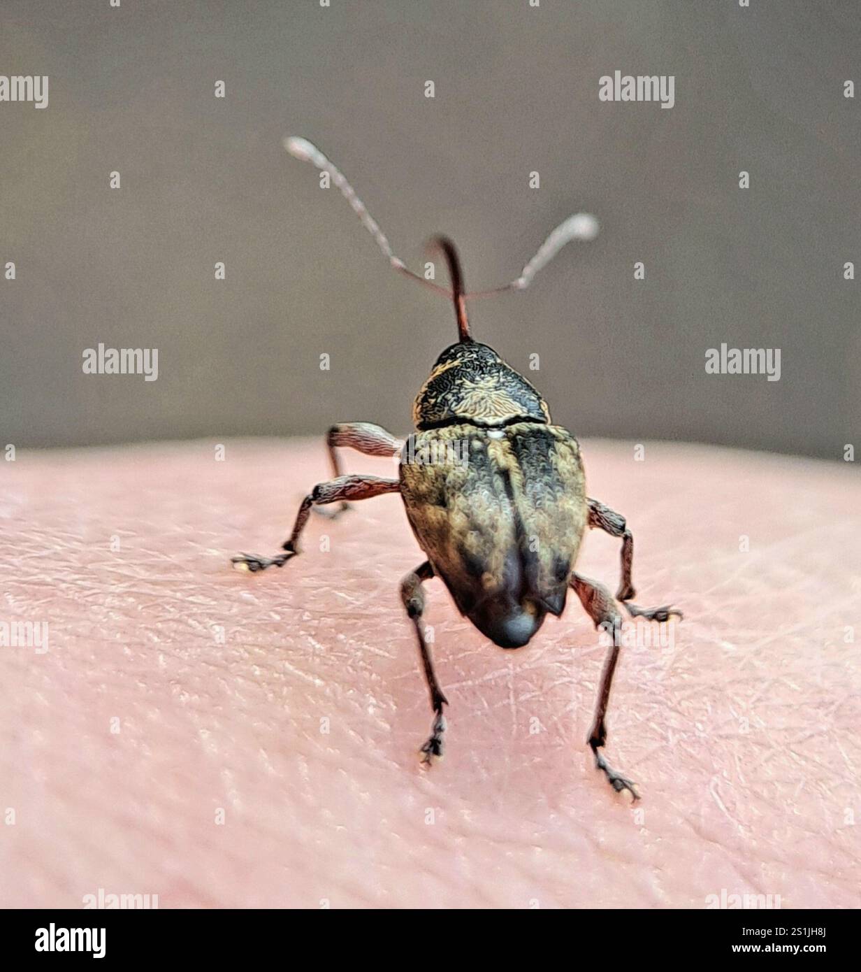 Nut Weevil (Curculio nucum Stock Photo - Alamy