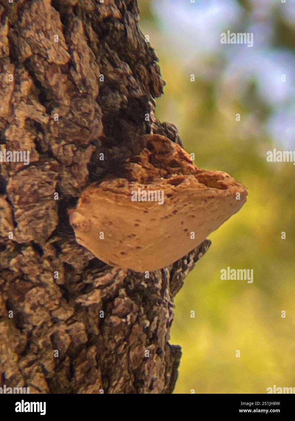 Cracked Cap Polypore (Fulvifomes robiniae Stock Photo - Alamy