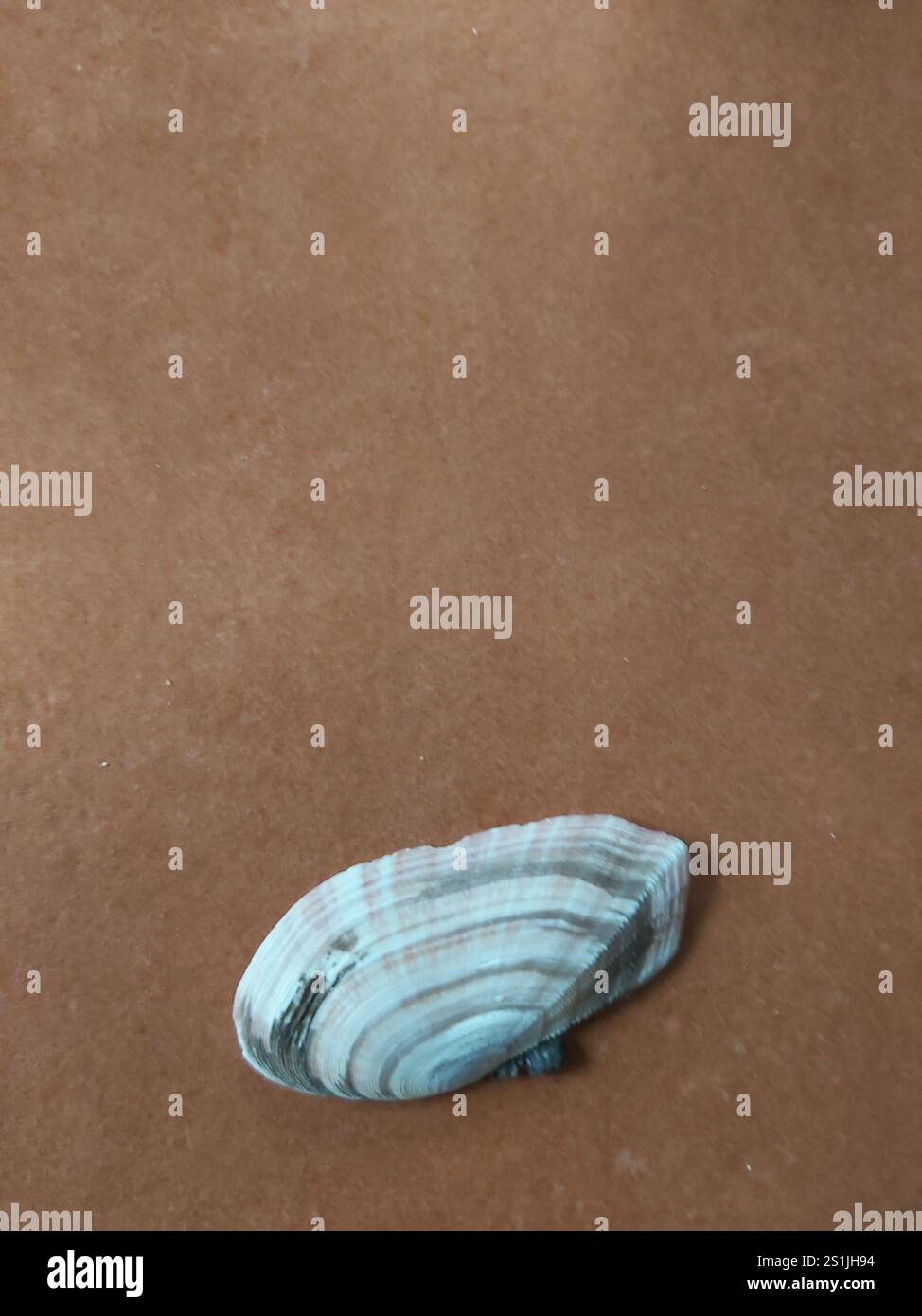 Faroe Sunset Clam (Gari fervensis Stock Photo - Alamy