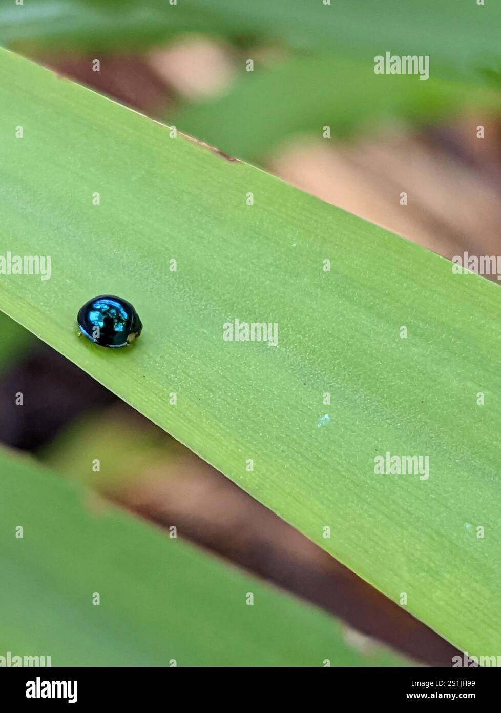 Steelblue Lady Beetle (Halmus chalybeus Stock Photo - Alamy