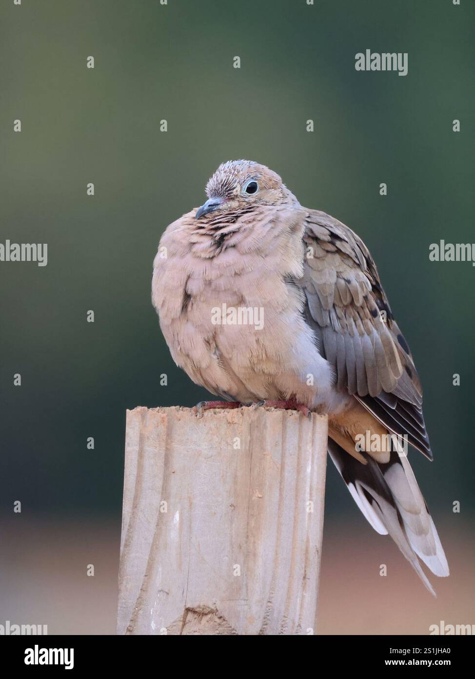 Mourning Dove (Zenaida macroura Stock Photo - Alamy