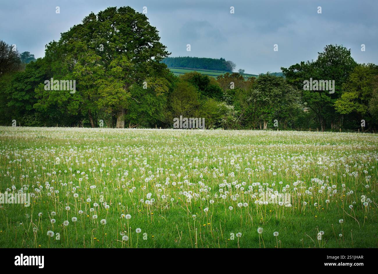 a field on dandelion seed heads in Devon, uk Stock Photo - Alamy