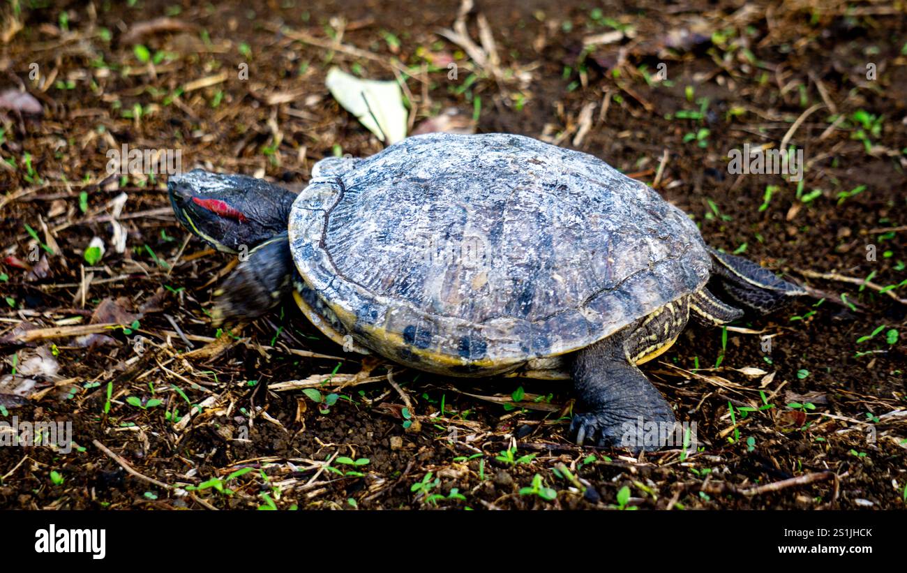 Red-eared slider (red-eared terrapin, Trachemys scripta elegans ...