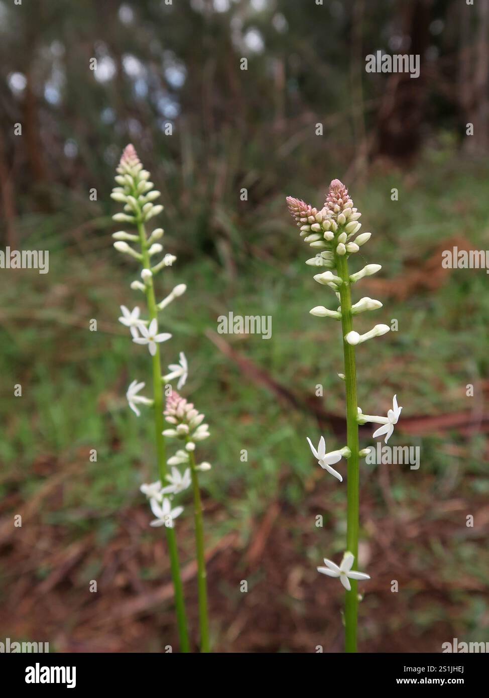Creamy Candles (Stackhousia monogyna Stock Photo - Alamy