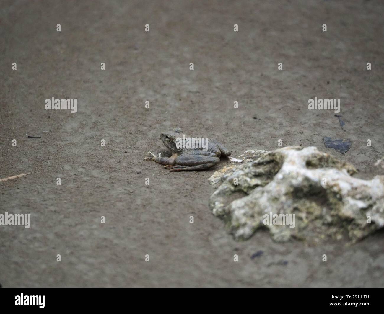 Ota's stream tree frog (Buergeria otai Stock Photo - Alamy