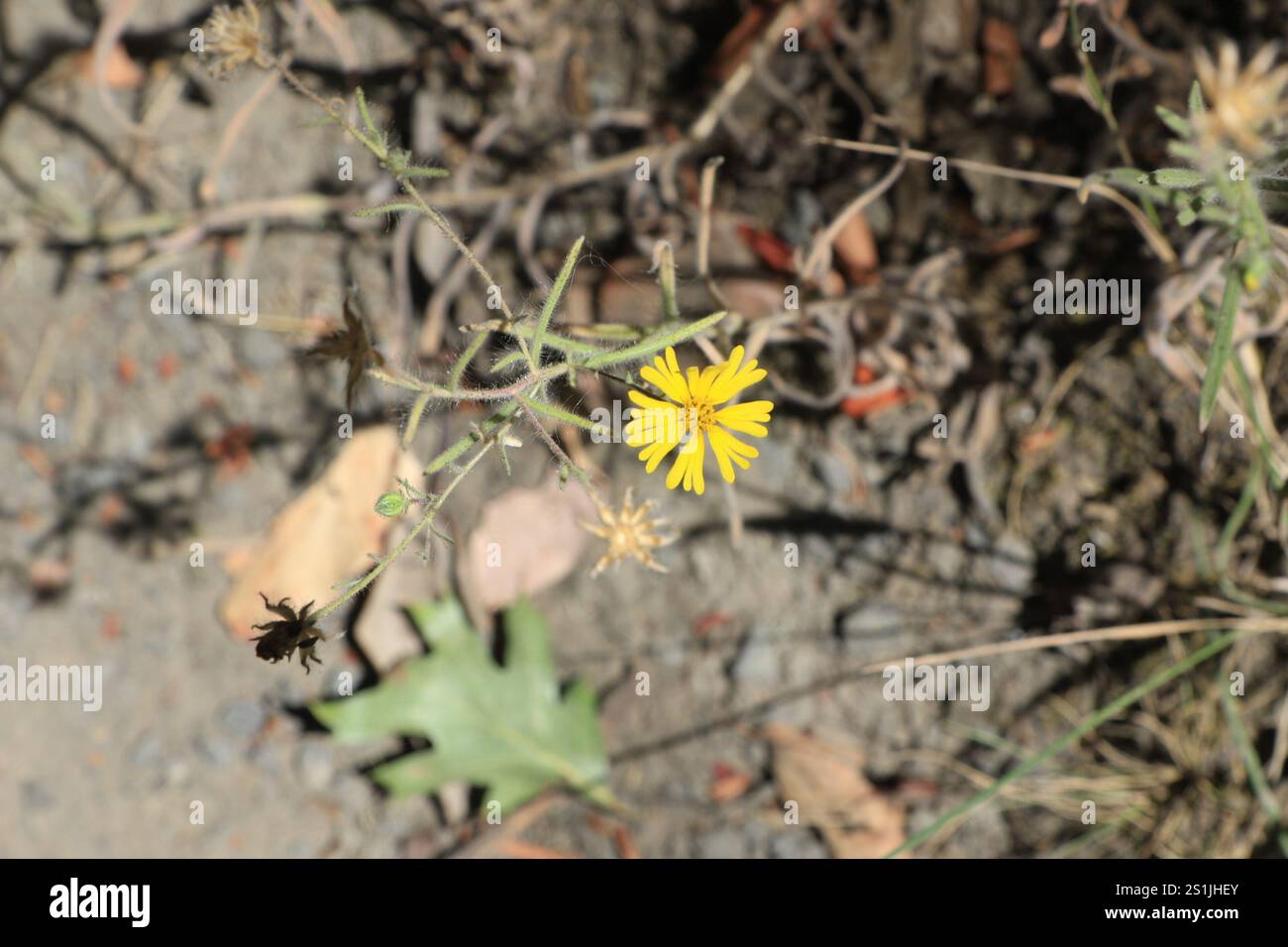 Common Madia (Madia elegans Stock Photo - Alamy