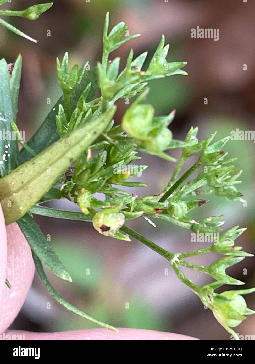 summer bluet (Houstonia purpurea Stock Photo - Alamy