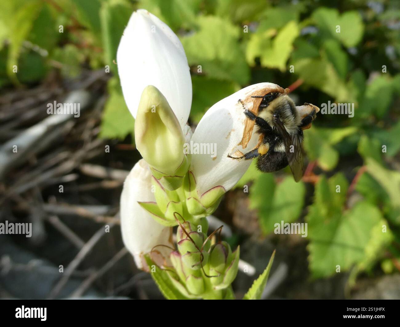 Common Eastern Bumble Bee (Bombus impatiens Stock Photo - Alamy