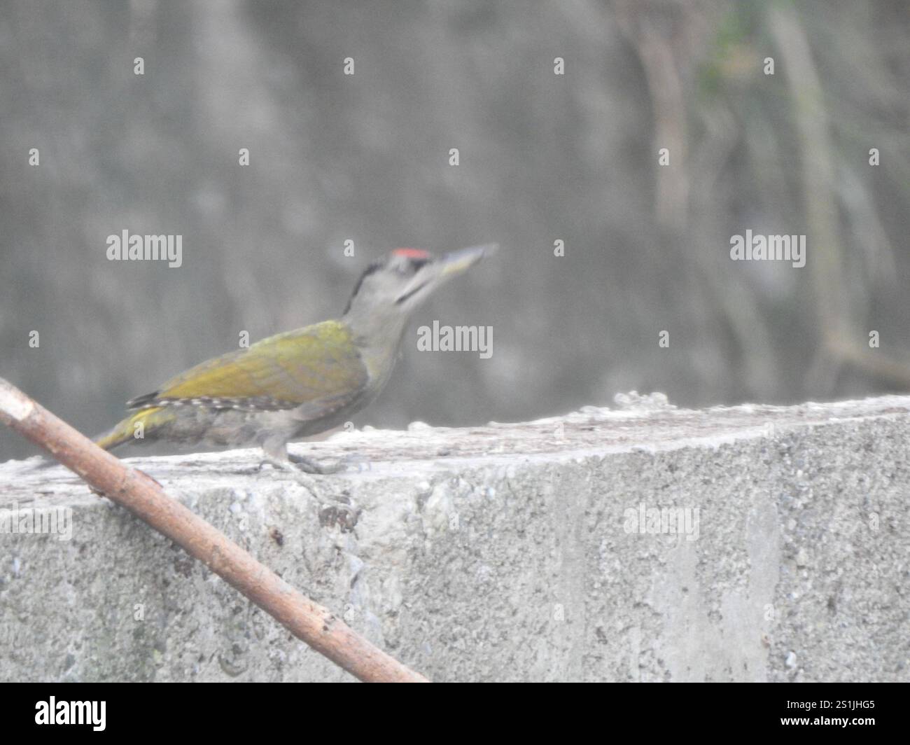 (Picus canus tancolo Stock Photo - Alamy