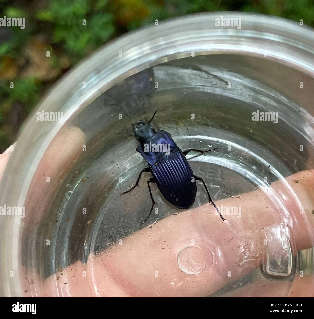 Notch-mouthed Ground Beetle (Dicaelus purpuratus Stock Photo - Alamy