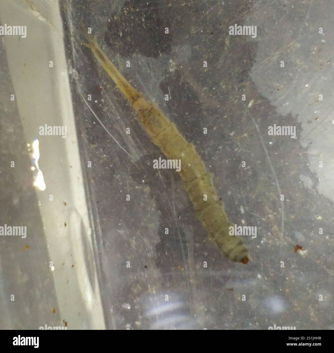 Phantom Crane Flies (Ptychopteridae Stock Photo - Alamy