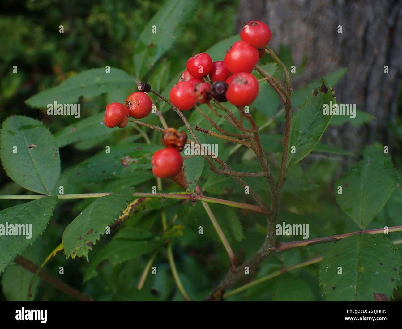 Sitka Mountain-Ash (Sorbus sitchensis Stock Photo - Alamy