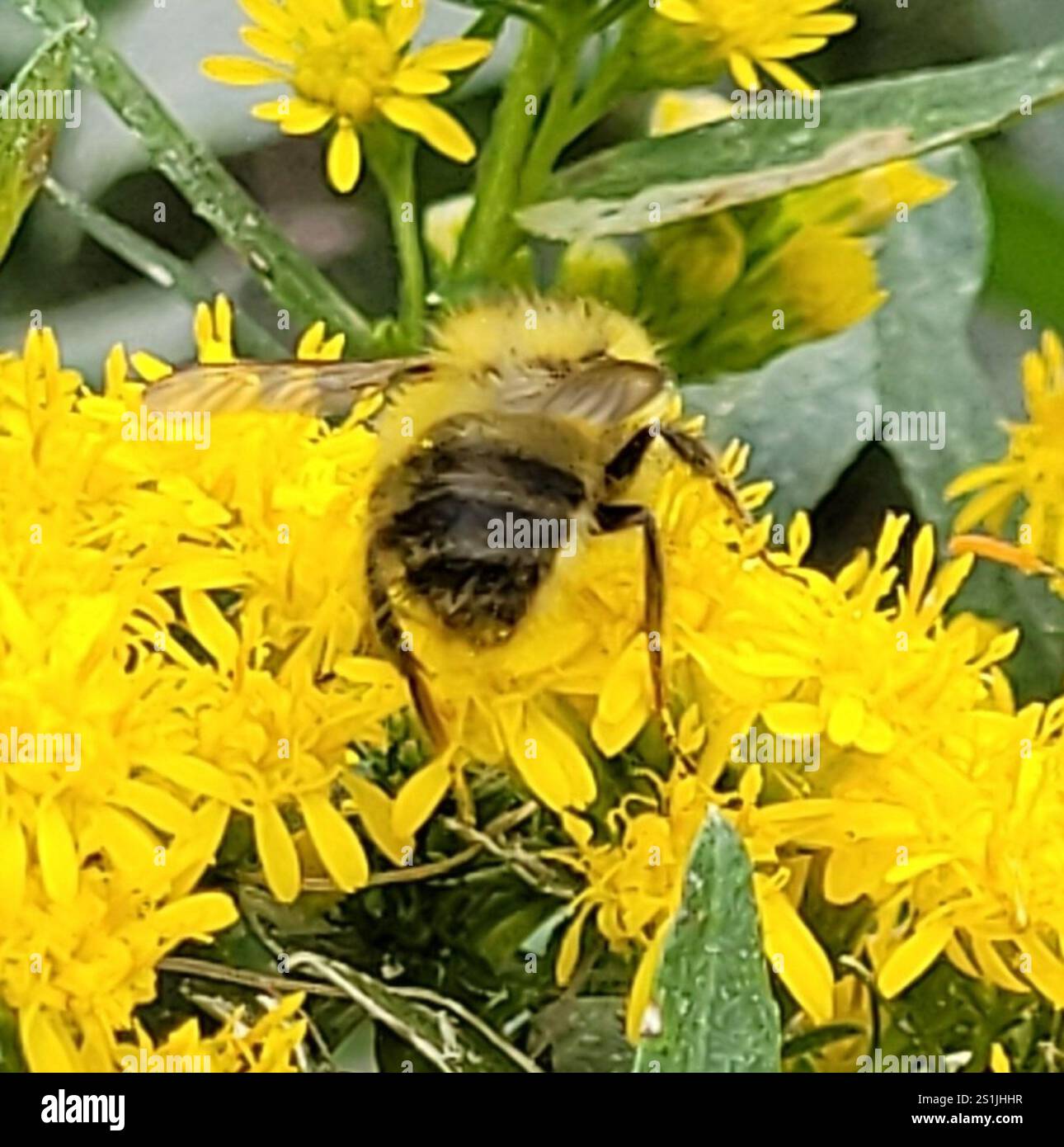 Sitka Bumble Bee (Bombus sitkensis Stock Photo - Alamy