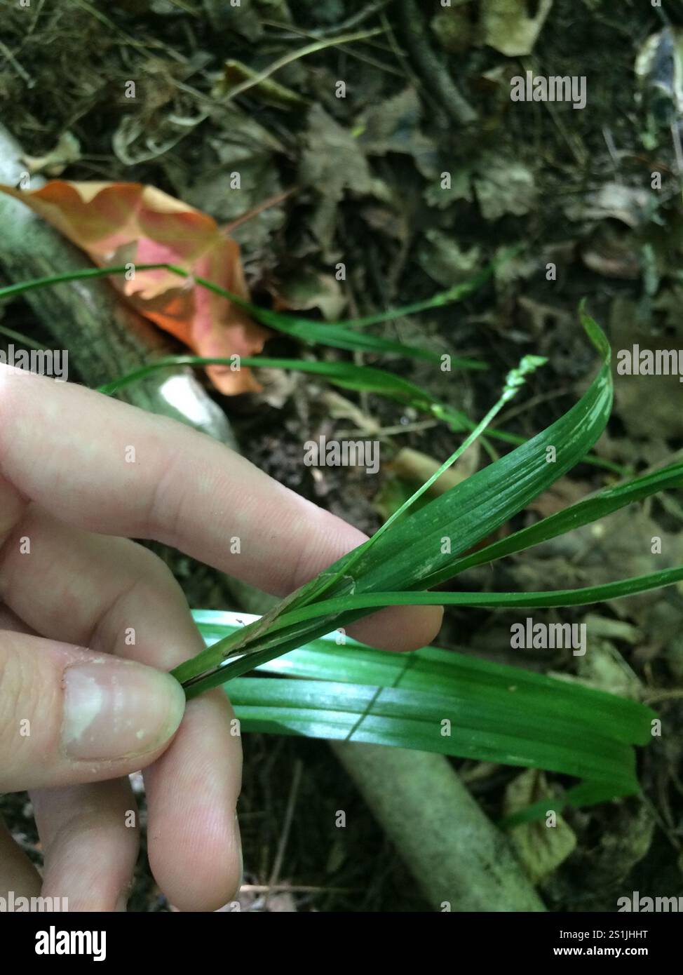 White Bear Sedge (Carex albursina Stock Photo - Alamy