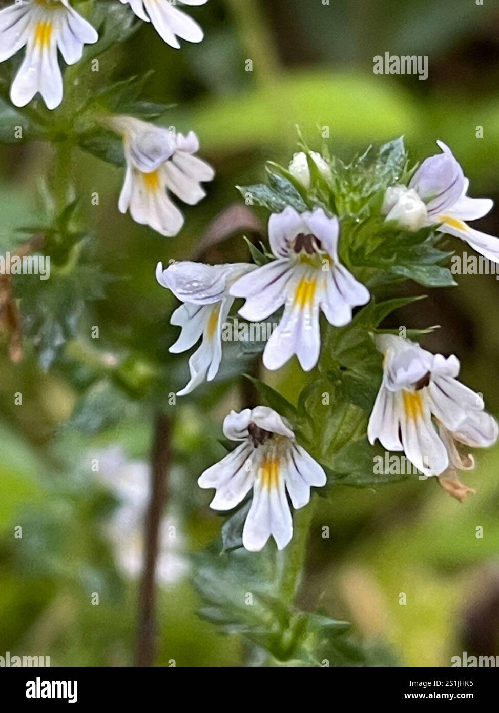 Common Eyebright (Euphrasia nemorosa Stock Photo - Alamy