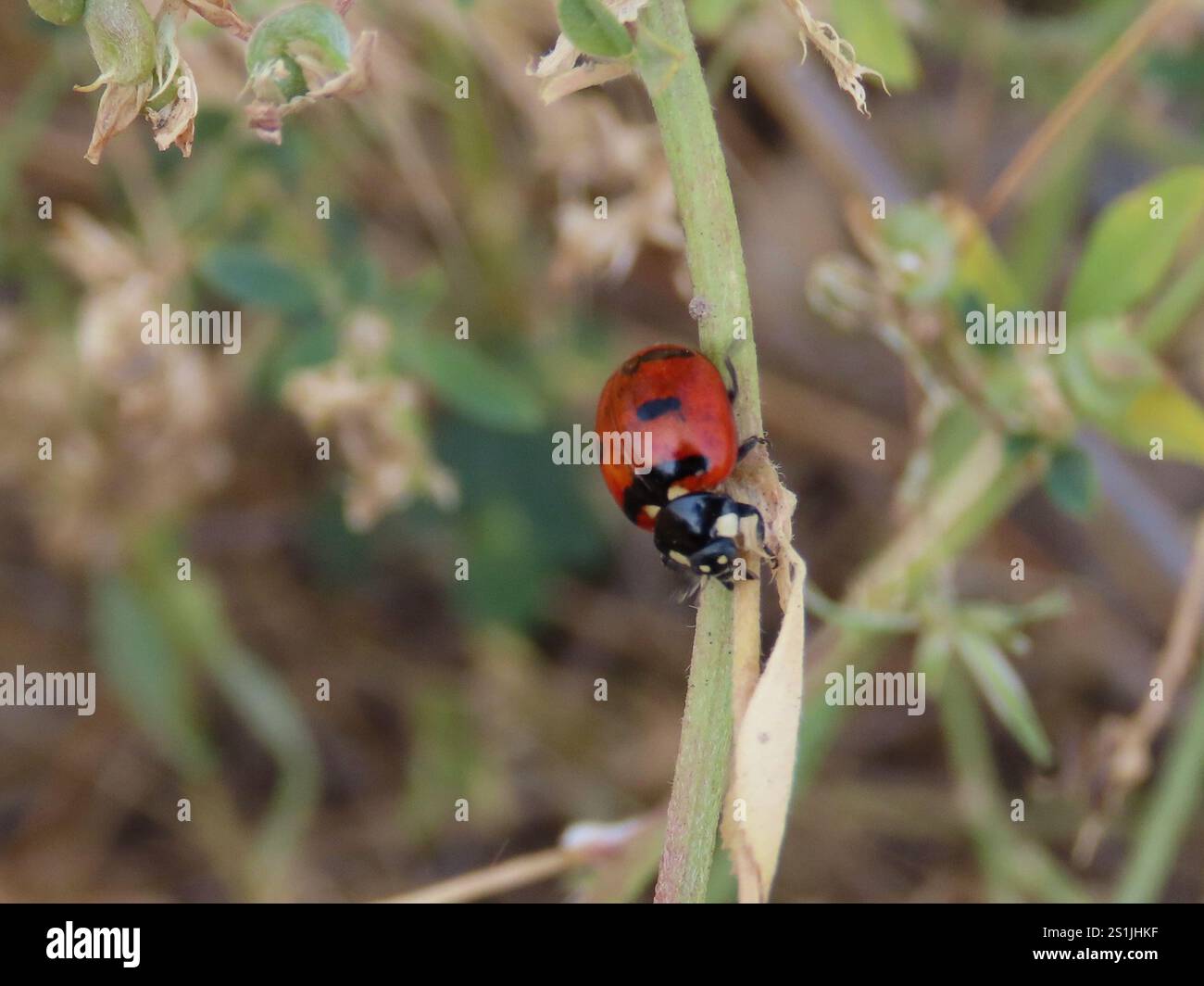 Transverse Lady Beetle (Coccinella transversoguttata Stock Photo - Alamy