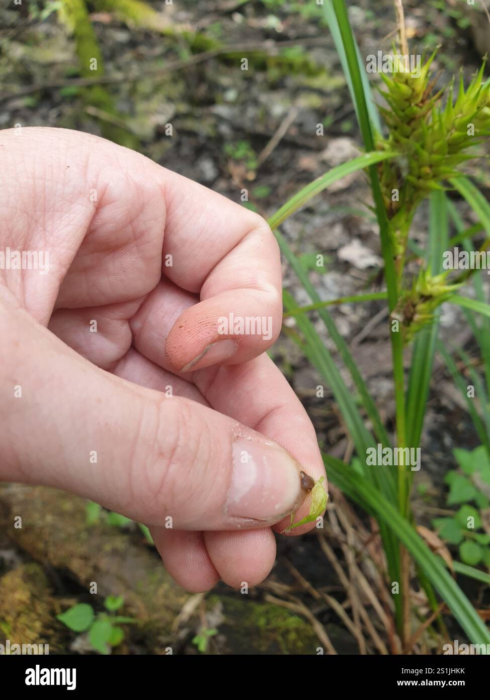 hop sedge (Carex lupulina Stock Photo - Alamy
