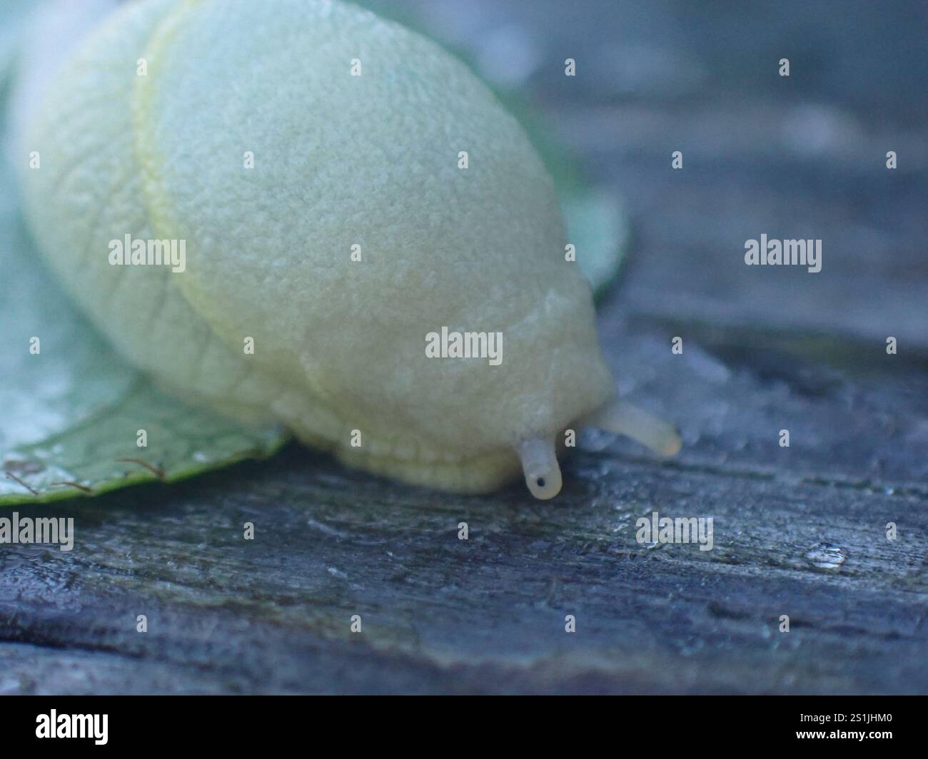 Yellow-bordered Taildropper (Prophysaon foliolatum Stock Photo - Alamy