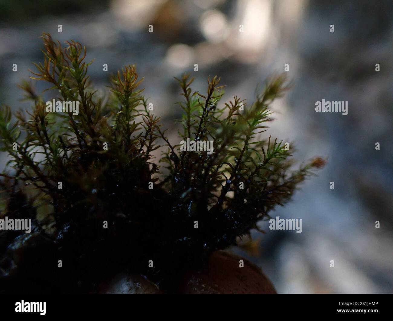 transparent fork-moss (Dichodontium pellucidum Stock Photo - Alamy