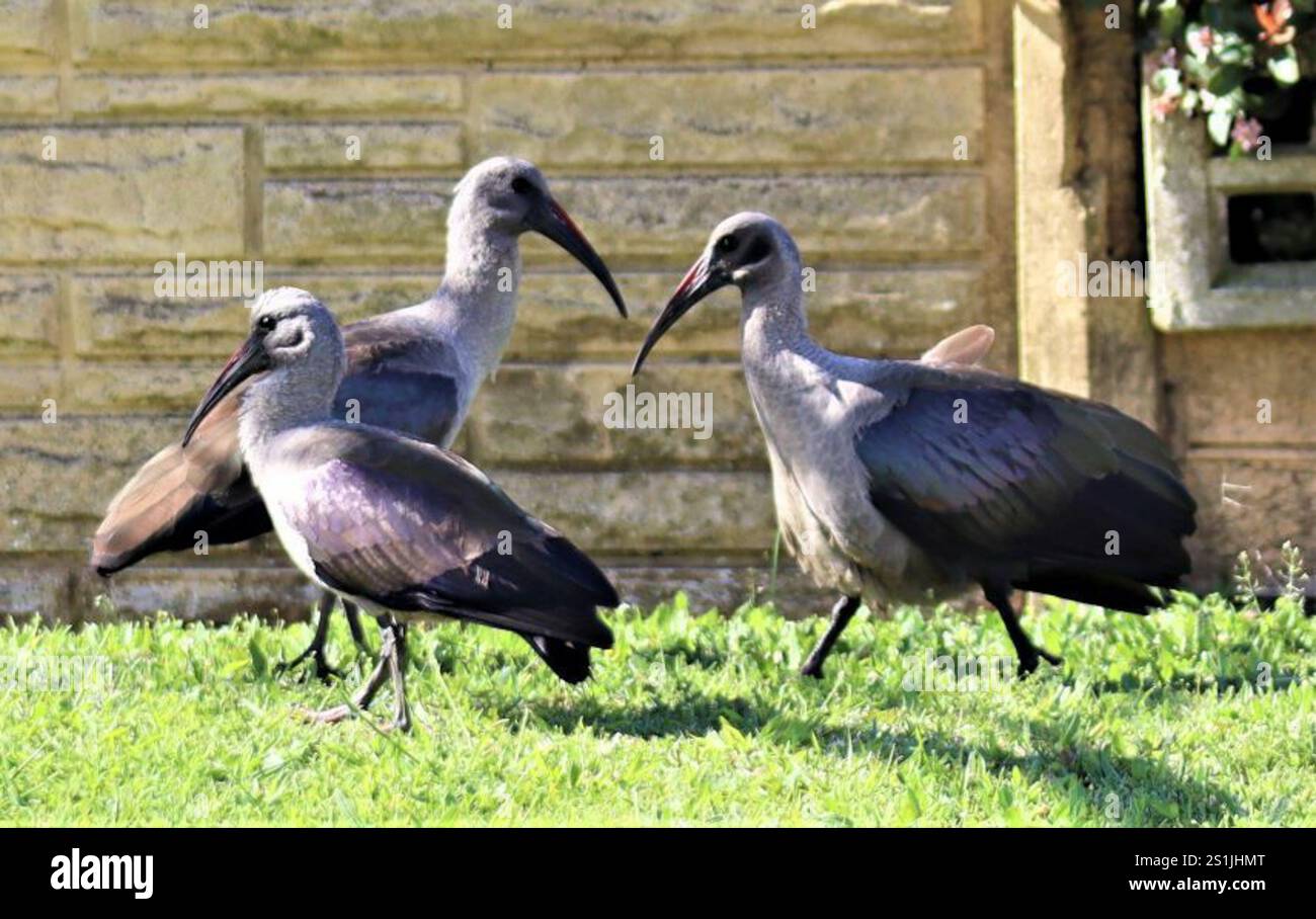 Southern Hadada Ibis (Bostrychia hagedash hagedash Stock Photo - Alamy