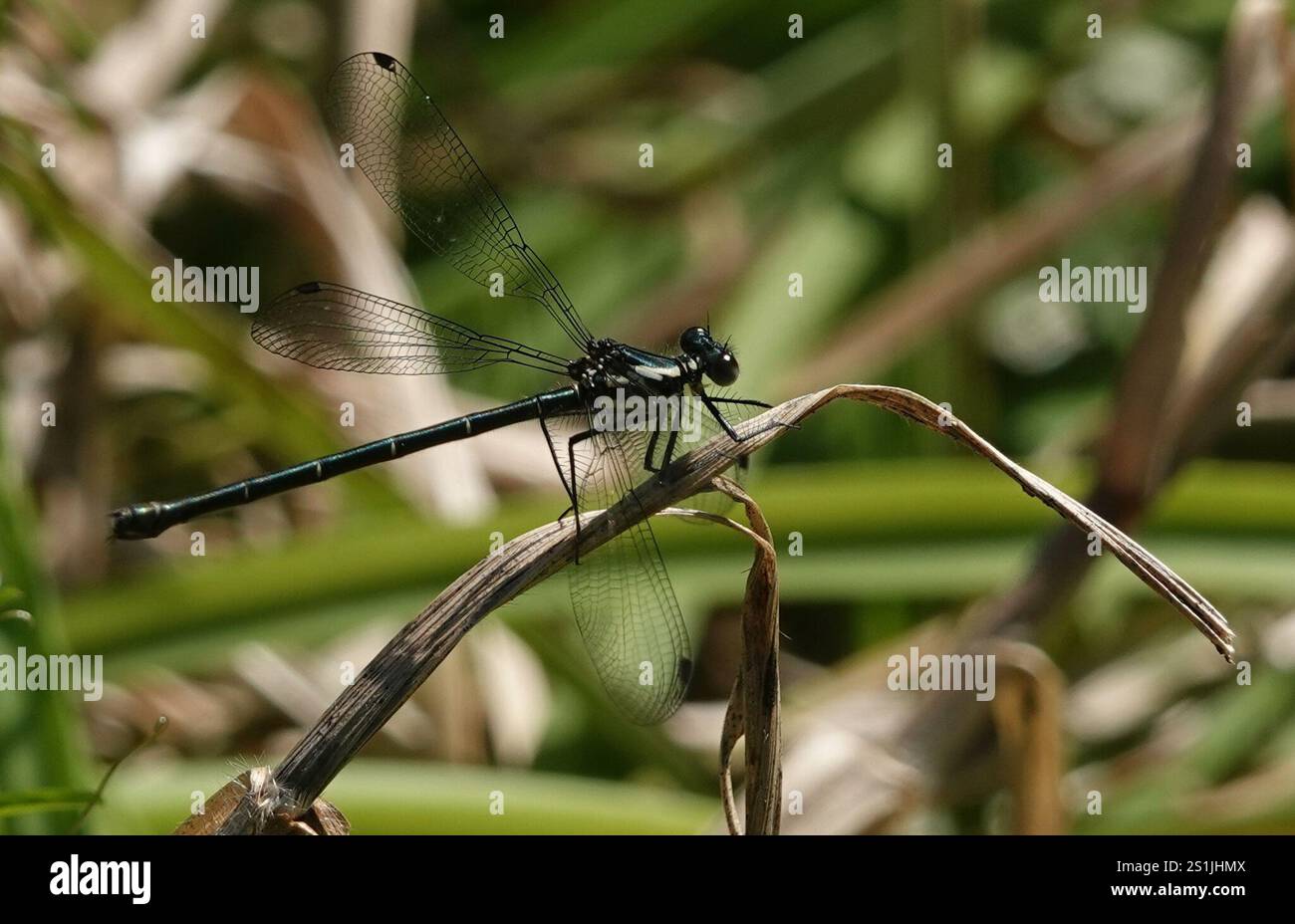Common Flatwing (Austroargiolestes icteromelas Stock Photo - Alamy