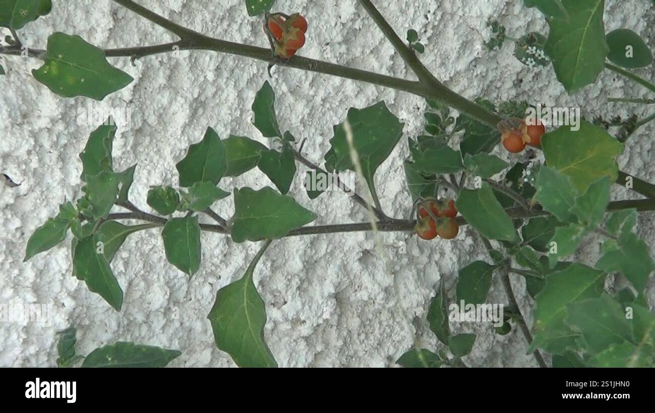 red nightshade (Solanum villosum Stock Photo - Alamy