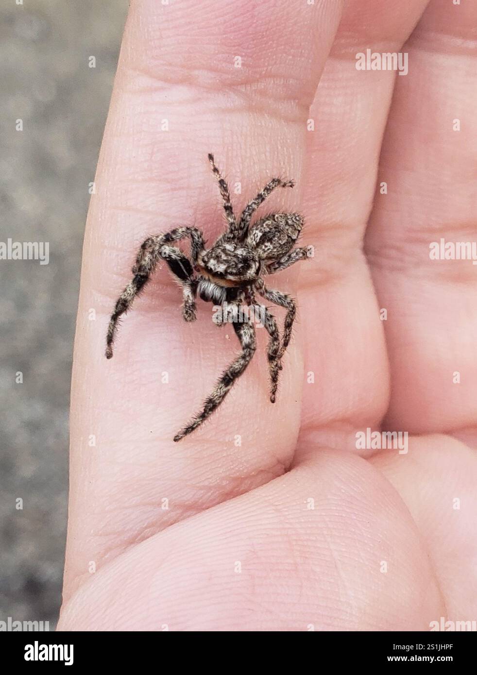 Tan Jumping Spider (Platycryptus undatus Stock Photo - Alamy