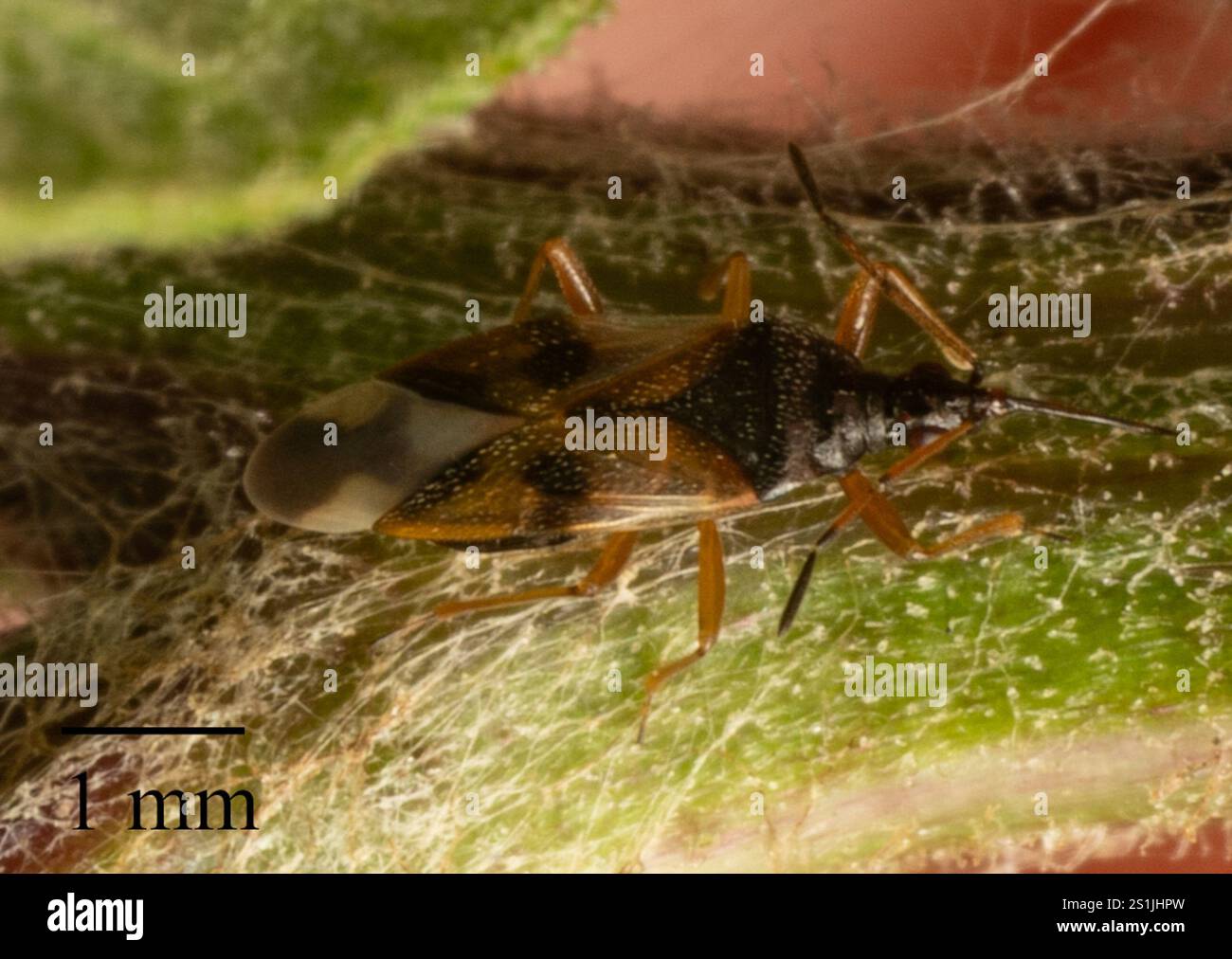 Common Flowerbug (Anthocoris nemorum Stock Photo - Alamy