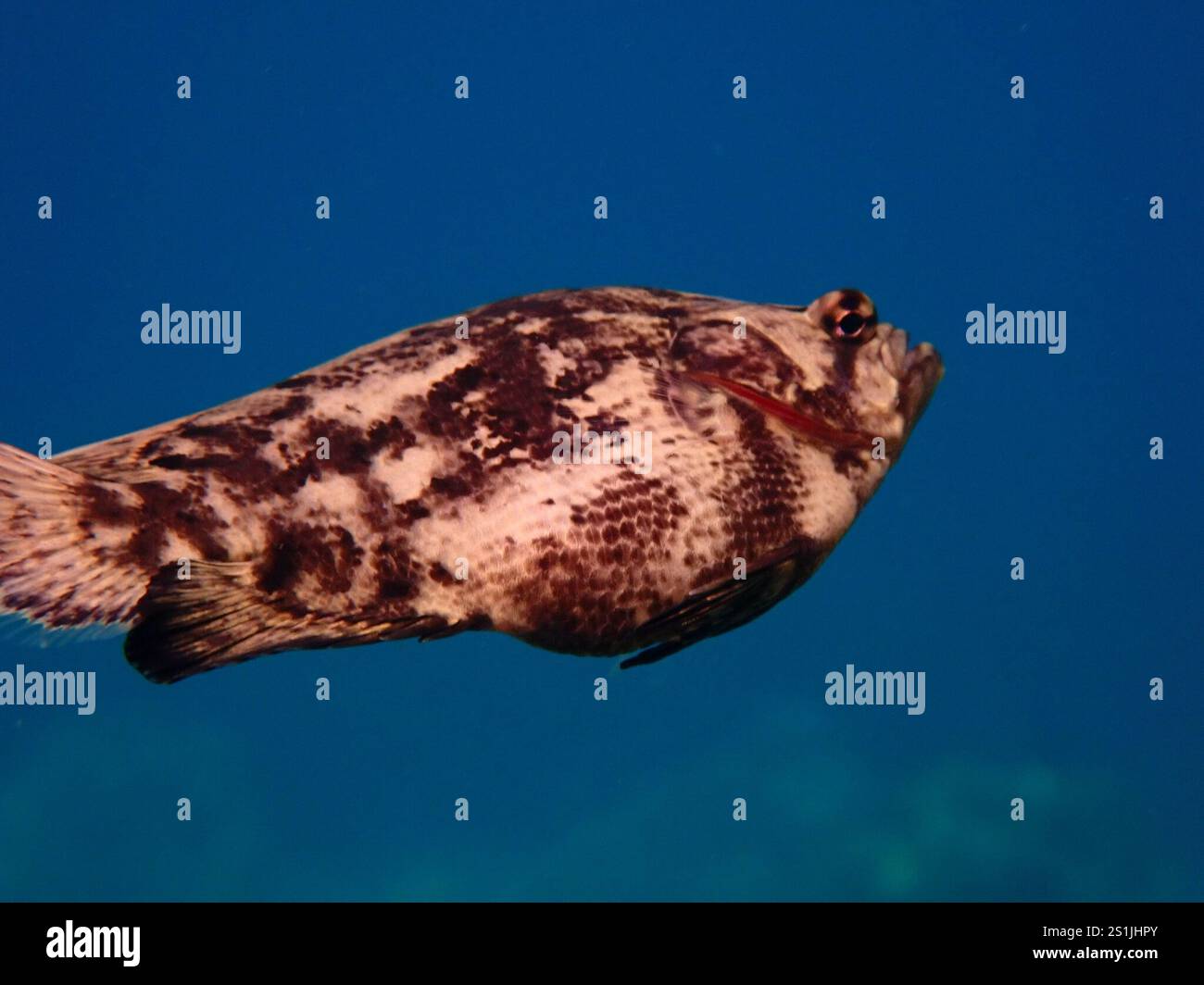 Atlantic Tripletail (Lobotes surinamensis Stock Photo - Alamy