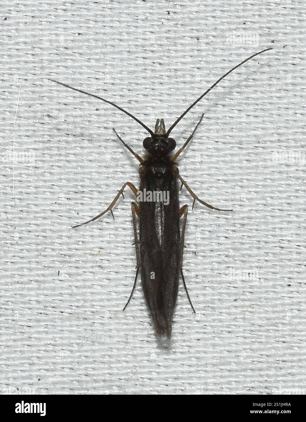 Little Black Caddisflies (Chimarra Stock Photo - Alamy