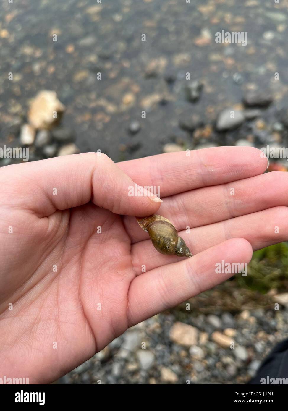 Pond Snails, Bladder Snails, and Allies (Lymnaeoidea Stock Photo - Alamy