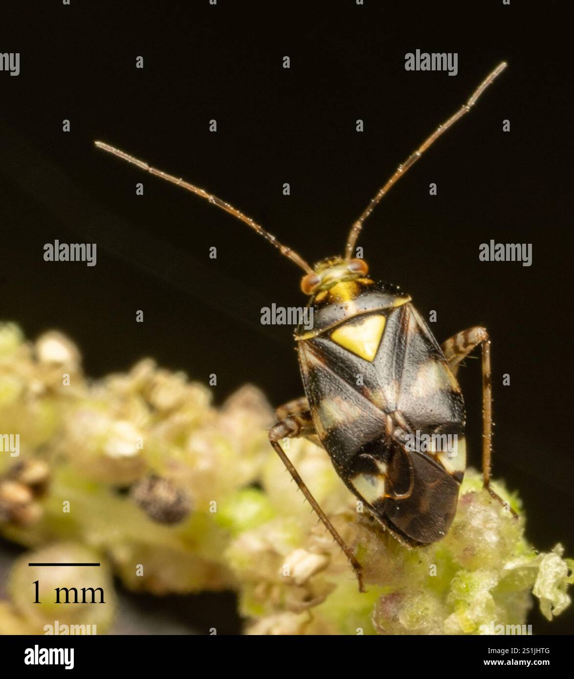 Three Spotted Nettle Bug (Liocoris tripustulatus Stock Photo - Alamy